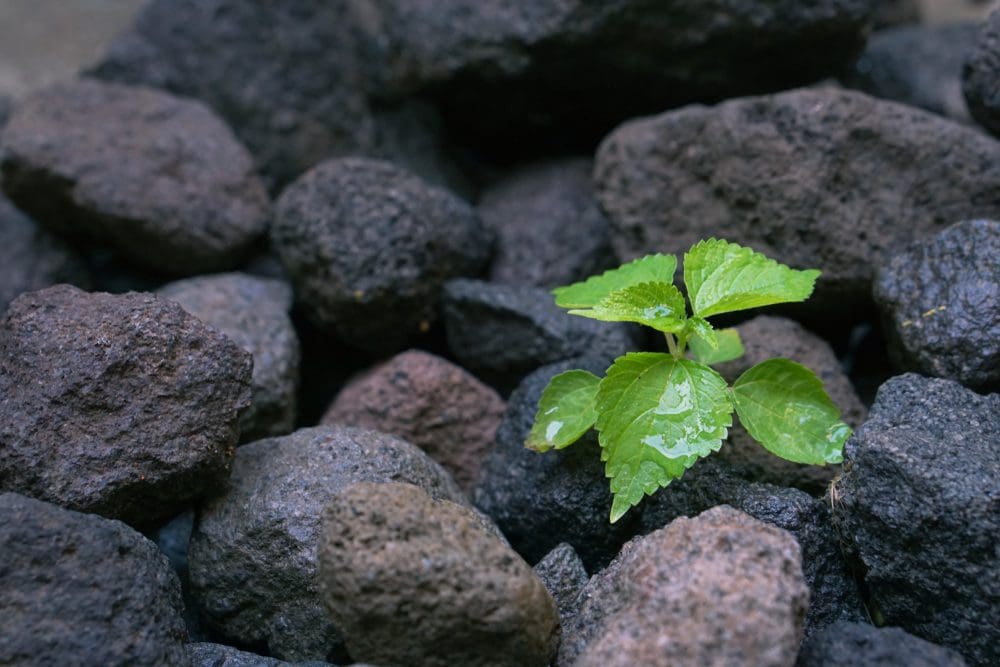 WhyTry | Teaching the Skills of Resilience | K-12 Programs